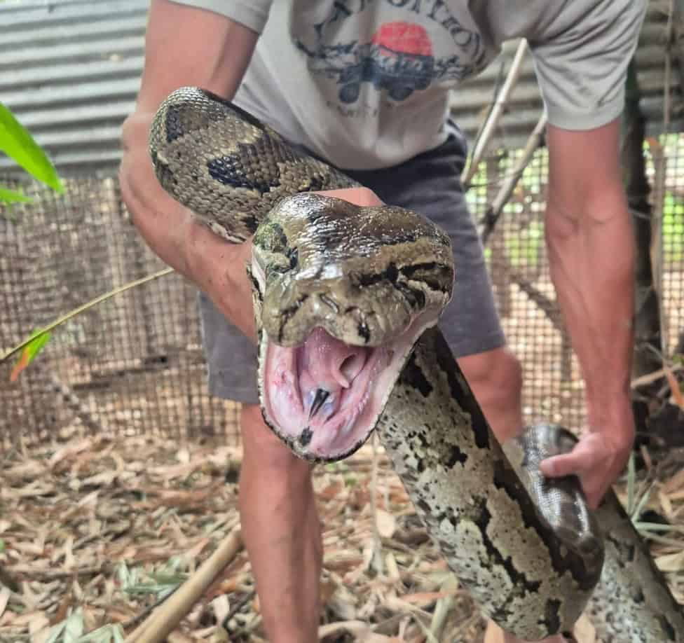 Video: Monster luislang sluk hond in | Middelburg Observer