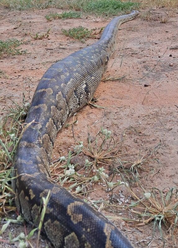 Video: Monster luislang sluk hond in | Middelburg Observer