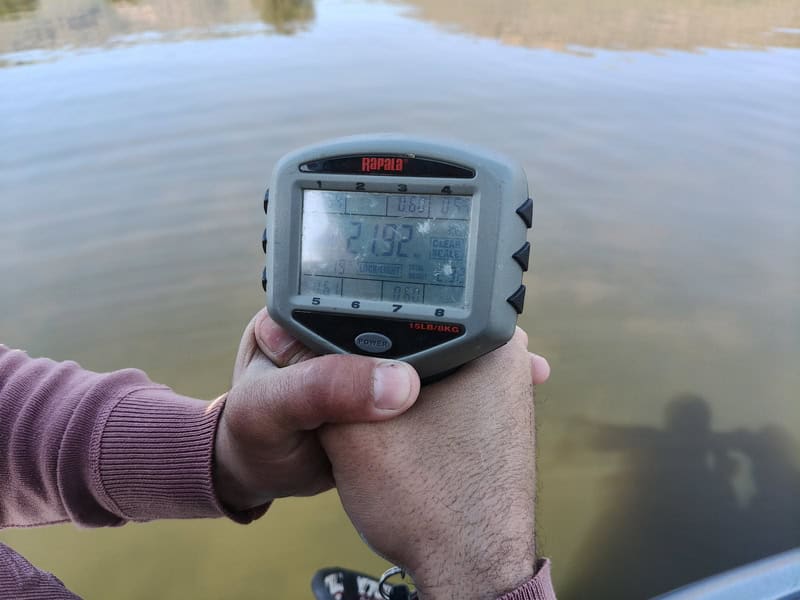 Video: Proteahengelaar Naude aan die brand met ’n bielie van ’n baber ...