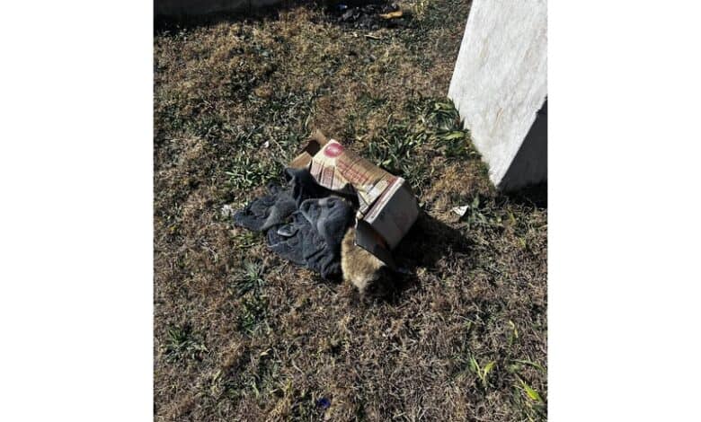 Hond verkluim in boks langs asblik by fietsrybaan | Middelburg Observer