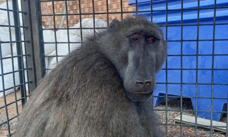 Watch: Rescued baboon finds hope at Wildlife Paws Rehabilitation and ...