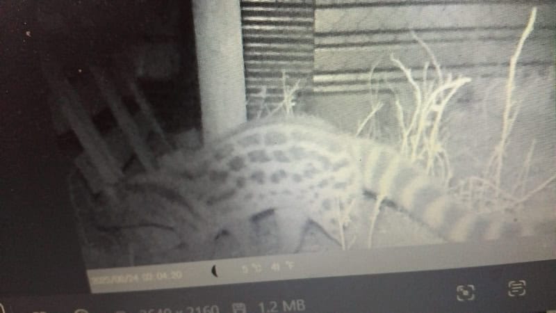 'Hoenderdief' gevang, plaaslike henne kekkel van verligting ...