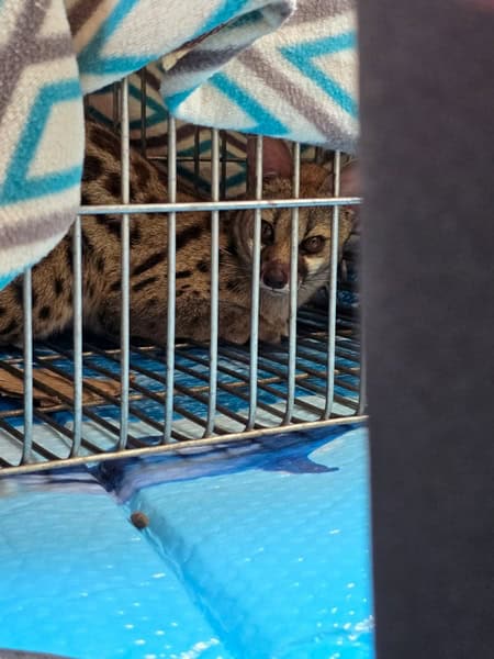 'Hoenderdief' gevang, plaaslike henne kekkel van verligting ...