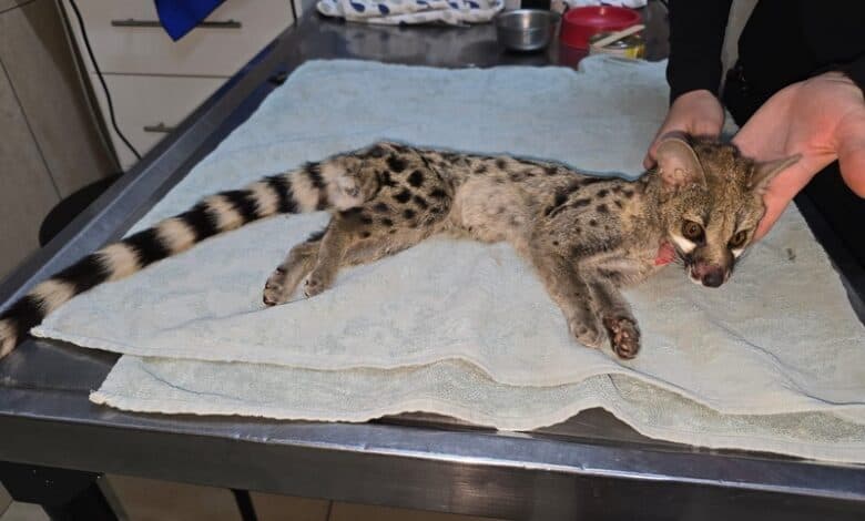 'Hoenderdief' gevang, plaaslike henne kekkel van verligting ...