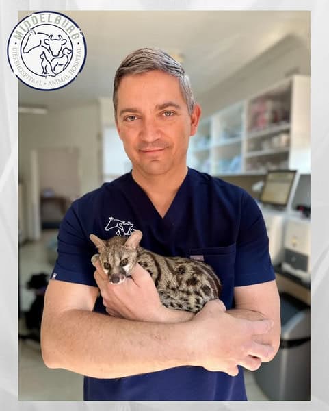 'Hoenderdief' gevang, plaaslike henne kekkel van verligting ...