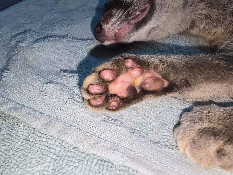 'Hoenderdief' gevang, plaaslike henne kekkel van verligting ...