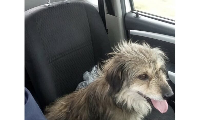 Samaritans wish to reunite 'oom' and his dog after accident ...