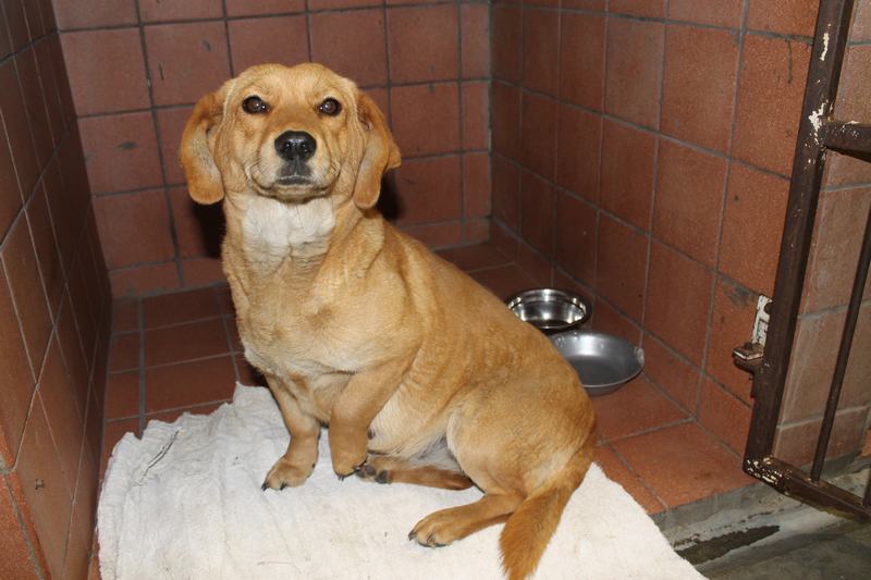 Goeie daad herenig hond en eienaar | Highvelder News
