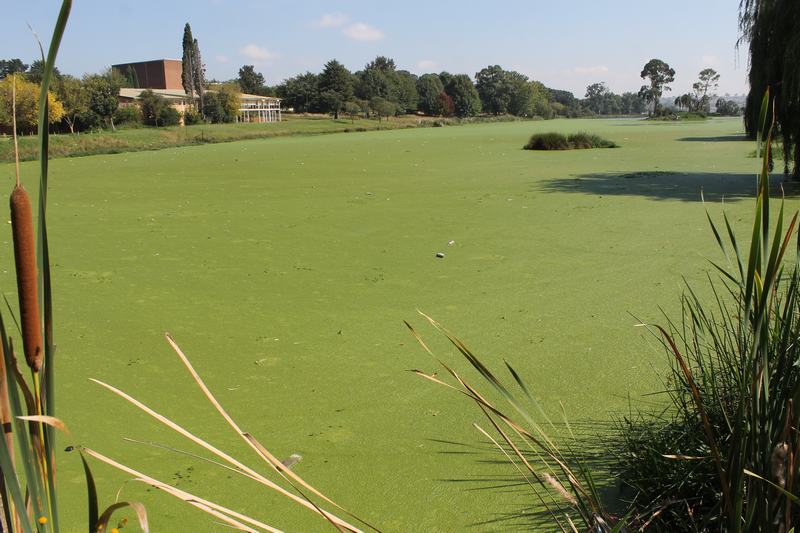 Not so clean green | Highvelder News