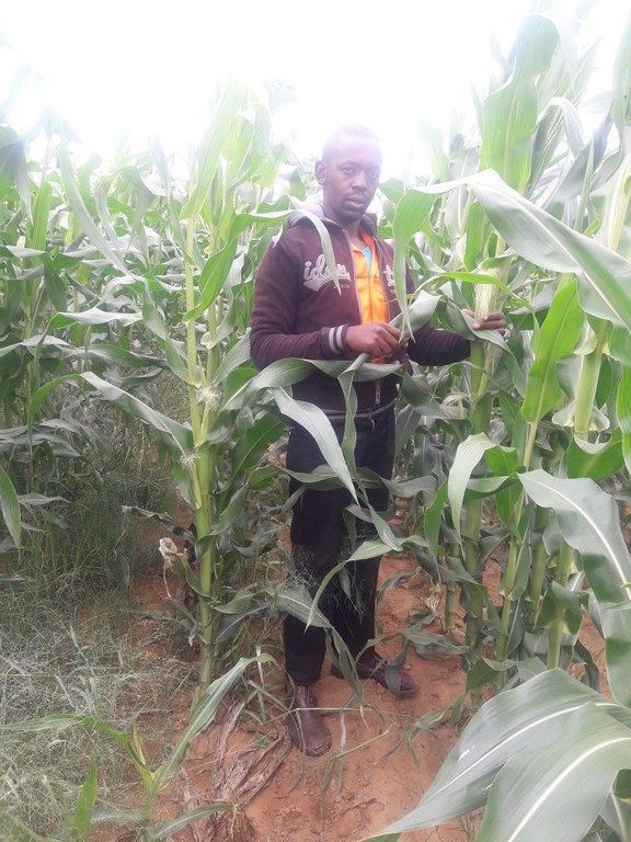 Mduduzi Mnisi expecting a great harvest at his farm in Breyten ...