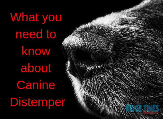 #AnimalAdvice: What you need to know about Canine Distemper Virus ...