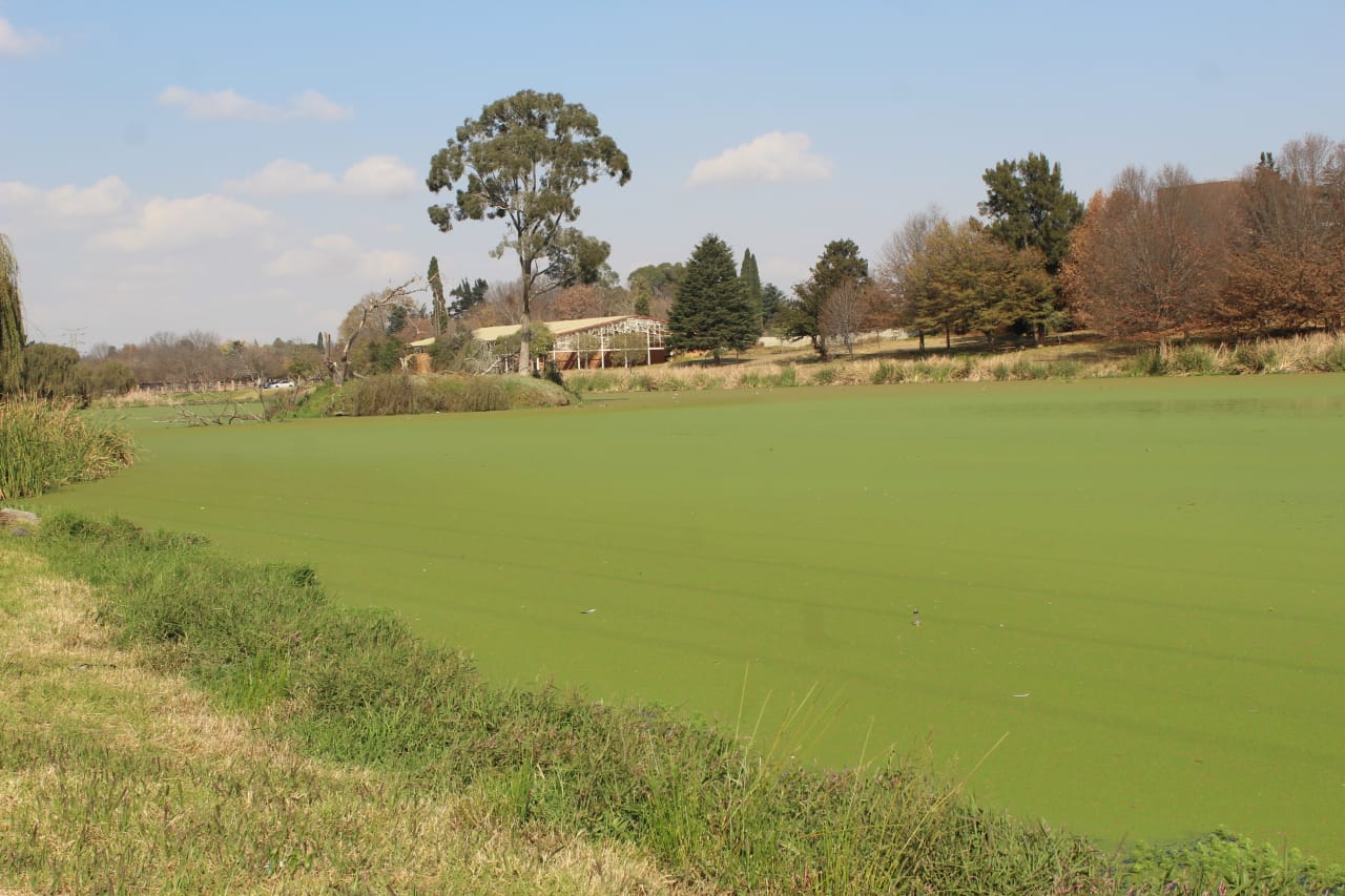 A blanket of algae surfaces on the Pet Dam | Highvelder News