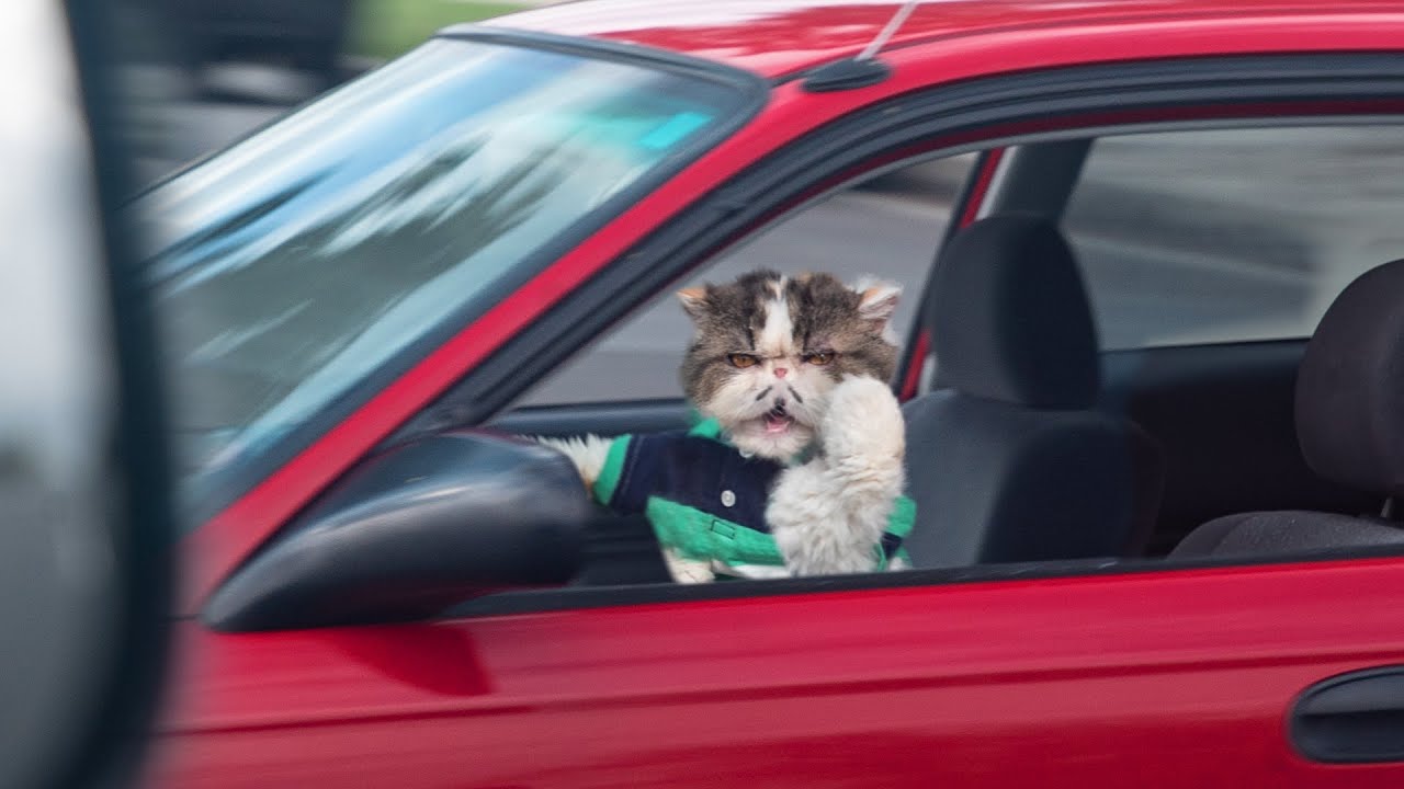 The Cat driver | Highvelder News