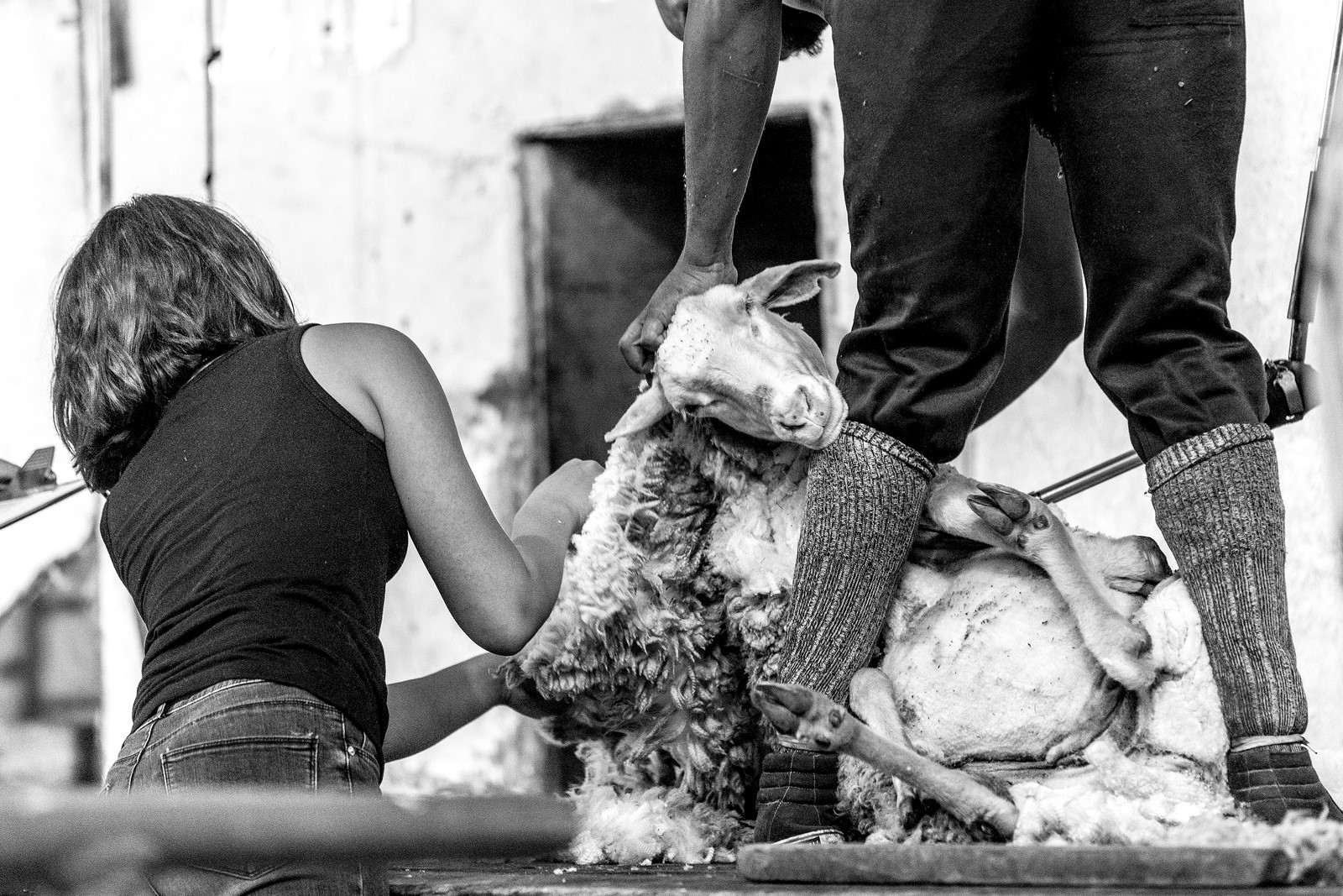 VIDEO: Skape stap kaalbas weg na Mpumalanga Skeerkompetisie ...