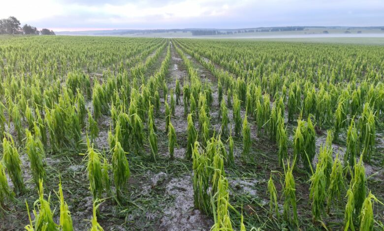 Baie reën en haelstorms rig skade aan boere se saailinge | Highvelder News