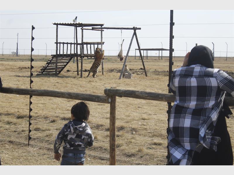 Guests enjoy tiger feeding at Ingwe Lodge and Game Farm | Highvelder News