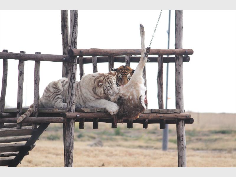 Guests enjoy tiger feeding at Ingwe Lodge and Game Farm | Highvelder News