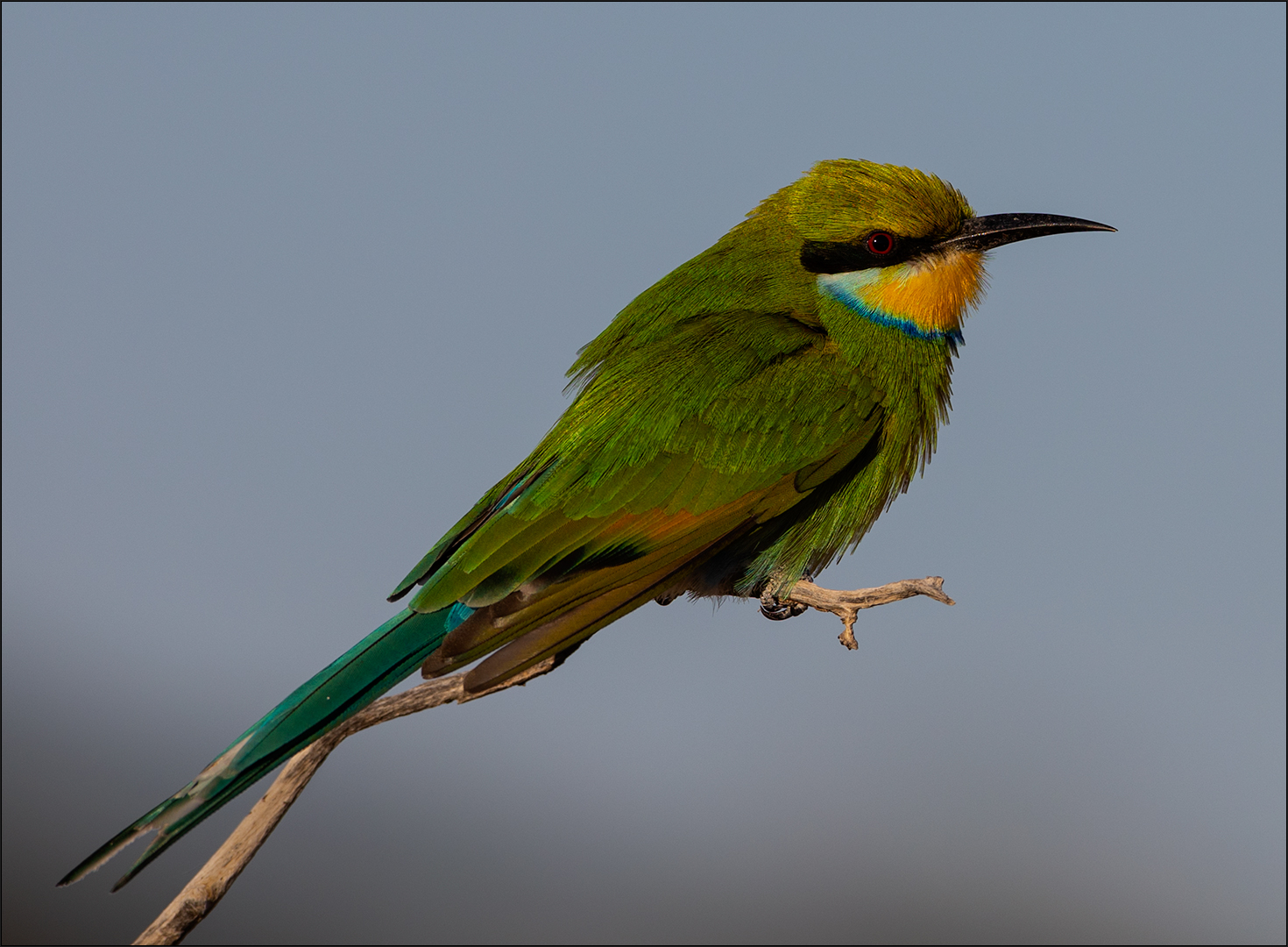 Ermelo Fotoklub kondig September se waardige wenners aan | Highvelder News