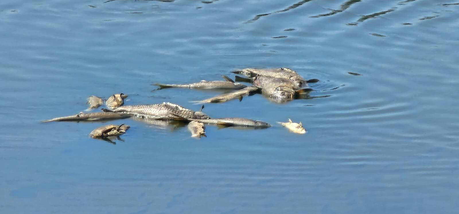 GALLERY - Torbanite Dam in dire state as water levels drop | Highvelder ...