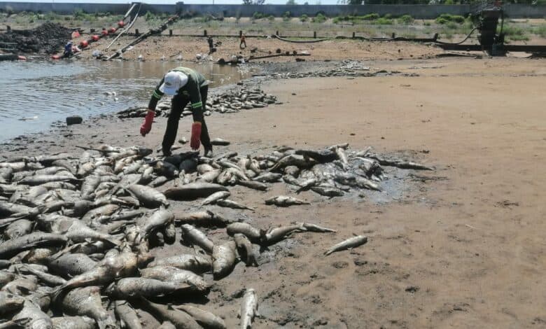 GALLERY - Torbanite Dam in dire state as water levels drop | Highvelder ...