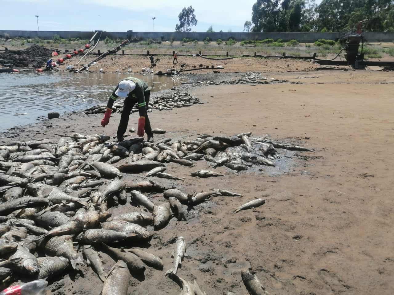 GALLERY - Torbanite Dam in dire state as water levels drop | Highvelder ...