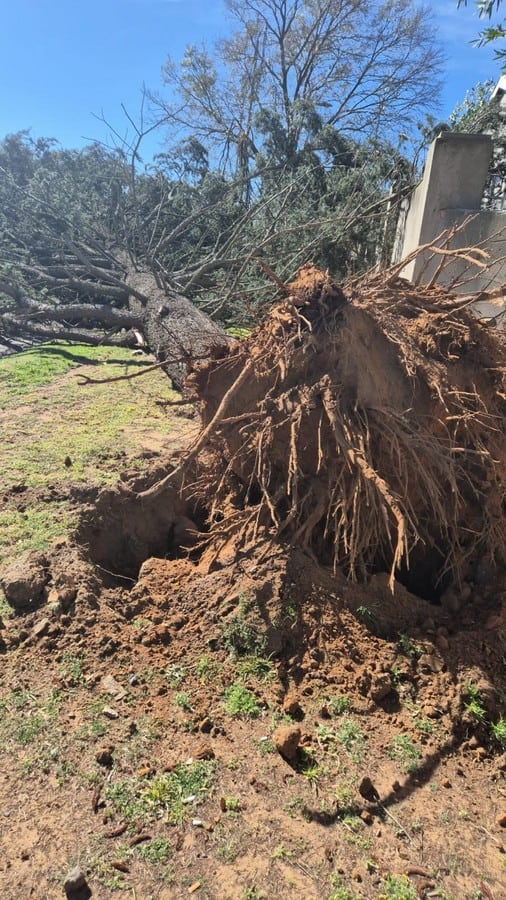 Strong winds uproot trees, damage car in Ermelo | Highvelder News