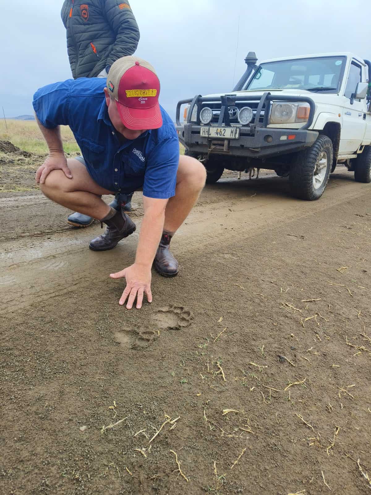 UPDATE: MTPA dispatches team following lion-sighting reports in Ermelo ...