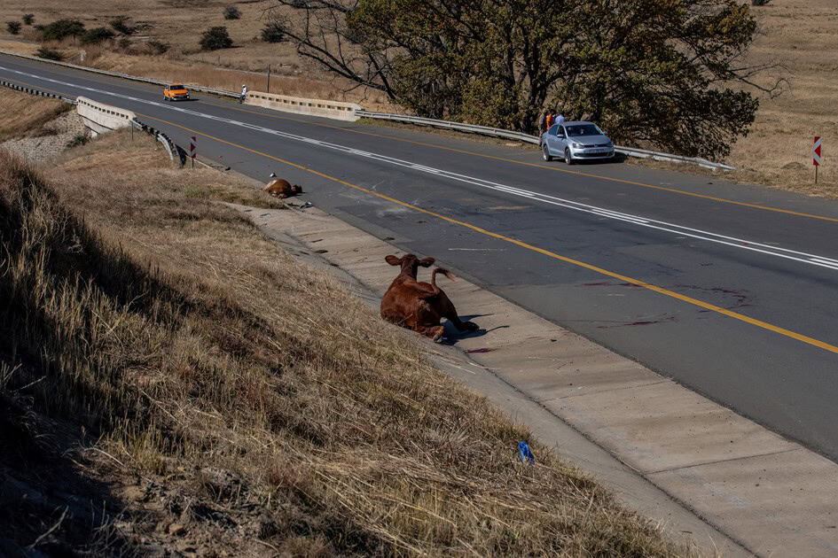 WAARSKUWING: GRAFIESE FOTO’S – Vragmotor tref beeste op N17 buite ...