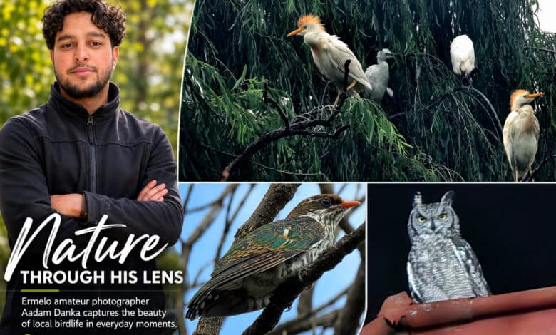 Ermelo amateur photographer captures diverse birdlife through lens ...