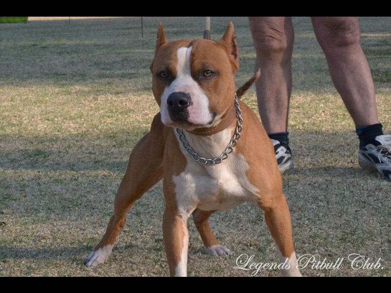 Pitbull club rakes in achievements. | Ridge Times