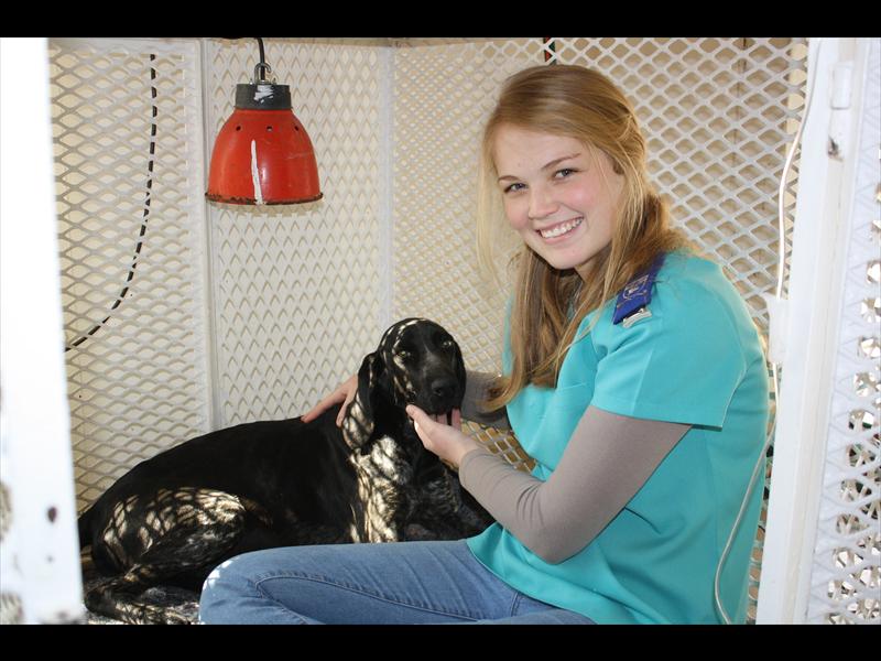 Luca red ander hond se lewe deur bloed te skenk | Ridge Times