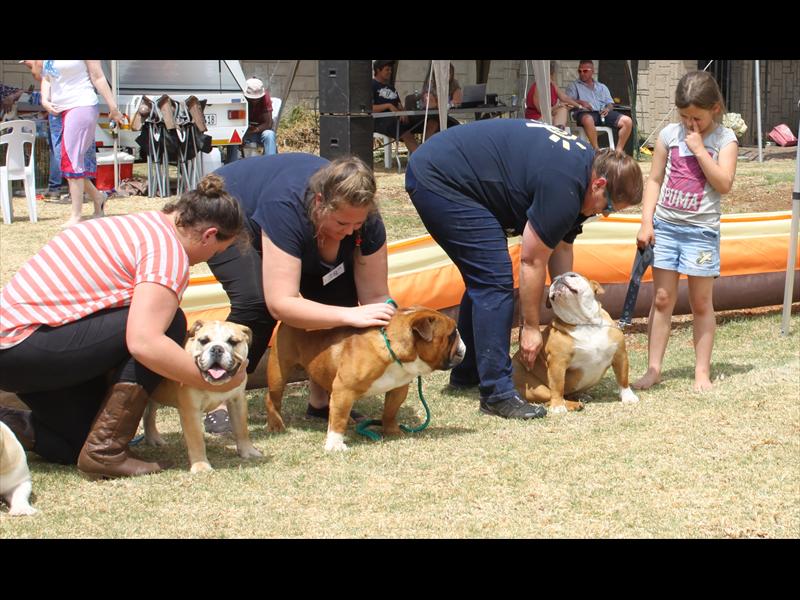 Mpumalanga Bulldog Club host first bulldog show at Holfontein Farm ...