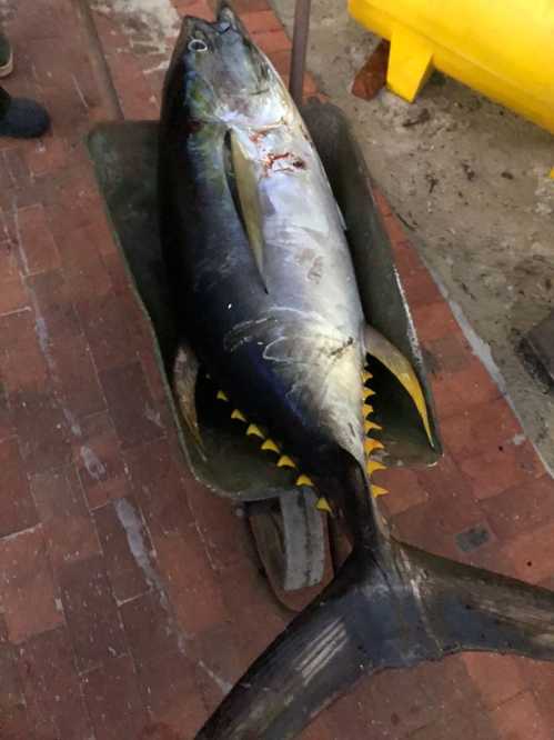 Diepseehengel neem Dawie Saaiman na Puerto Rico | Ridge Times