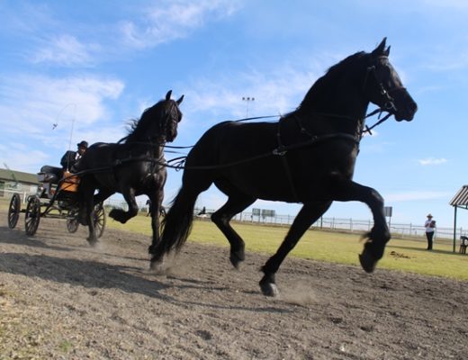 Perde, stalletjies en vermaak wag op besoekers van die Secunda ...