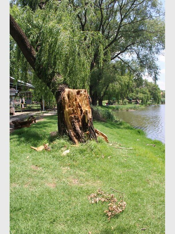 State of Secunda Duck Pond raises concern | Ridge Times