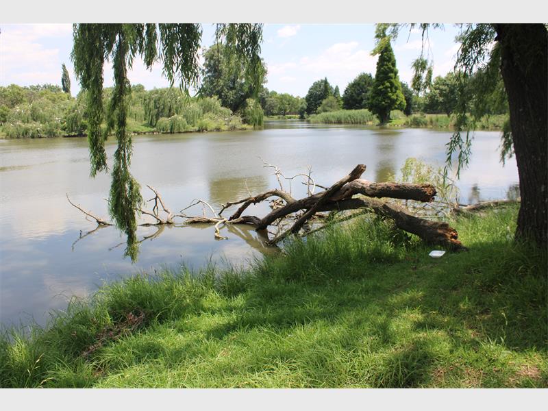 State of Secunda Duck Pond raises concern | Ridge Times