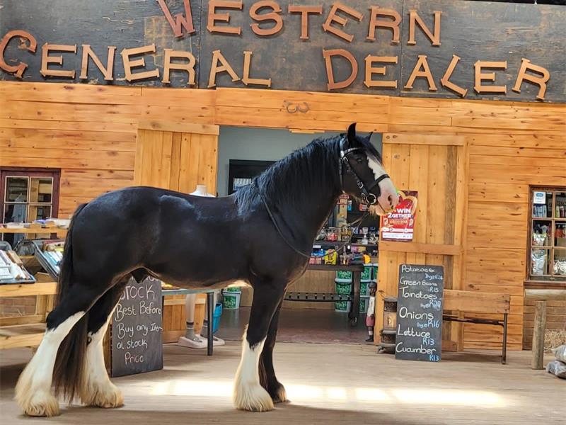 Bapsfontein Hotel hosts fun day | Ridge Times