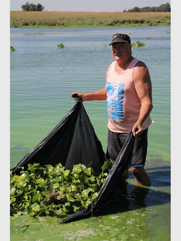 Community rallies to fight hyacinth in the Bronkhorstspruit Dam | Ridge ...