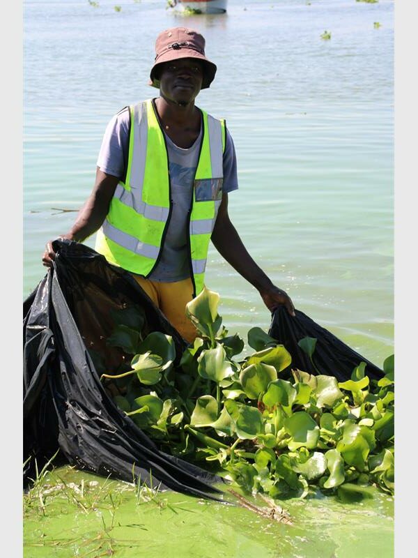 Community rallies to fight hyacinth in the Bronkhorstspruit Dam | Ridge ...