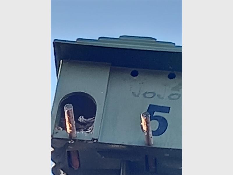 Uile en vlermuise op Standerton speel ’n belangrike rol | Ridge Times