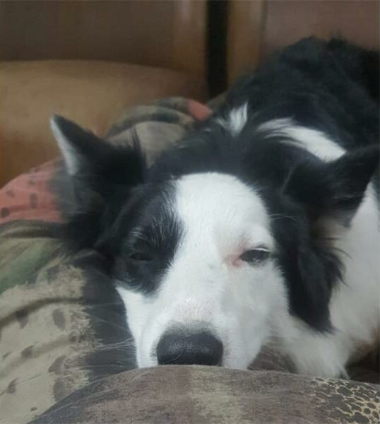 Flash die skaaphond is steeds weg | Ridge Times