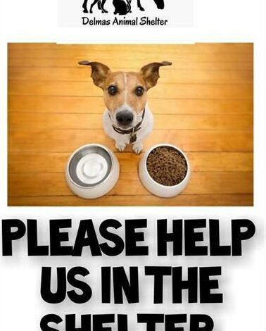 Die Delmas Diereskuiling vra om hulp | Ridge Times