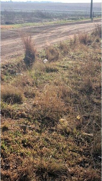 Delmas-vrou steeds agter tralies nadat sy drie keer oor man ry | Ridge ...