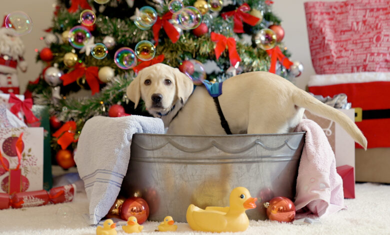 SA Guide Dogs Association 12 Days of Christmas 2023 | Ridge Times