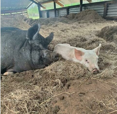 Pigs ’n Paws from Cullinan rescues neglected pigs | Ridge Times