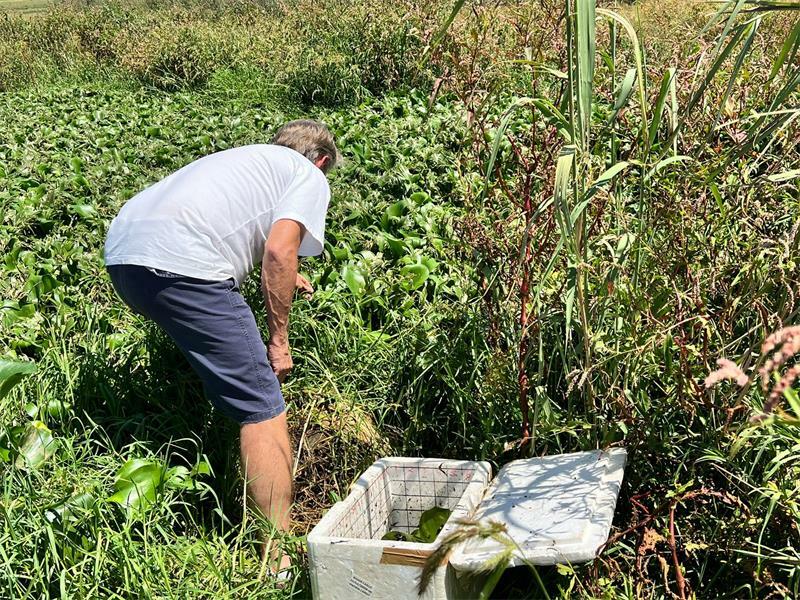 Hyacinth is rapidly spreading in the Bronkhorstspruit River and ...