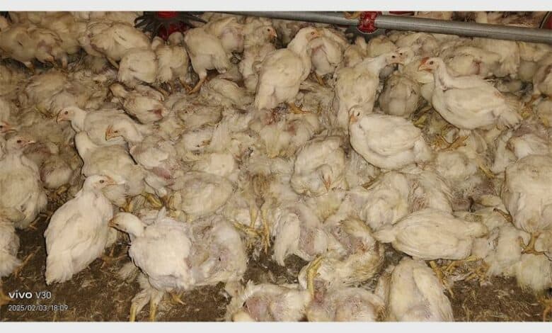 Woes over starving chickens in Delmas continues | Ridge Times