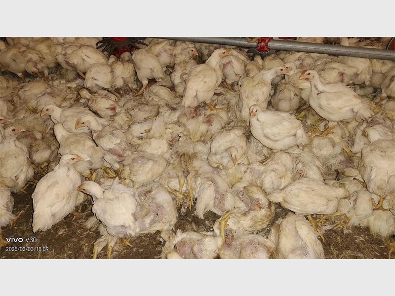 NSPCA obtains an urgent interim court order to cease inhumane culling ...