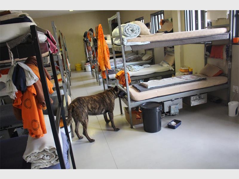 Officials and SAPS sweep prison cells in Bethal and Standerton for ...
