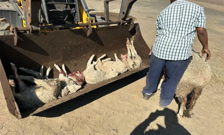 Stray dogs kill 26 sheep on farm near Standerton | Ridge Times